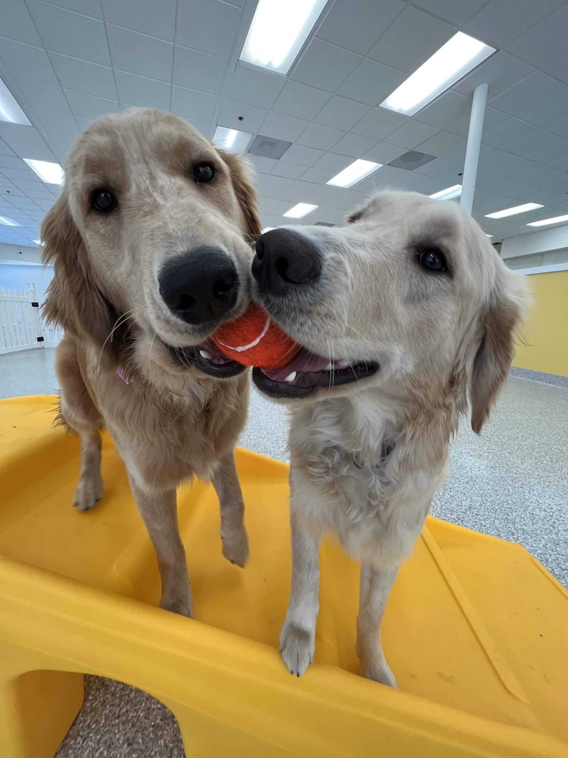Dog Daycare – Gizmo's Doggie Daycare
