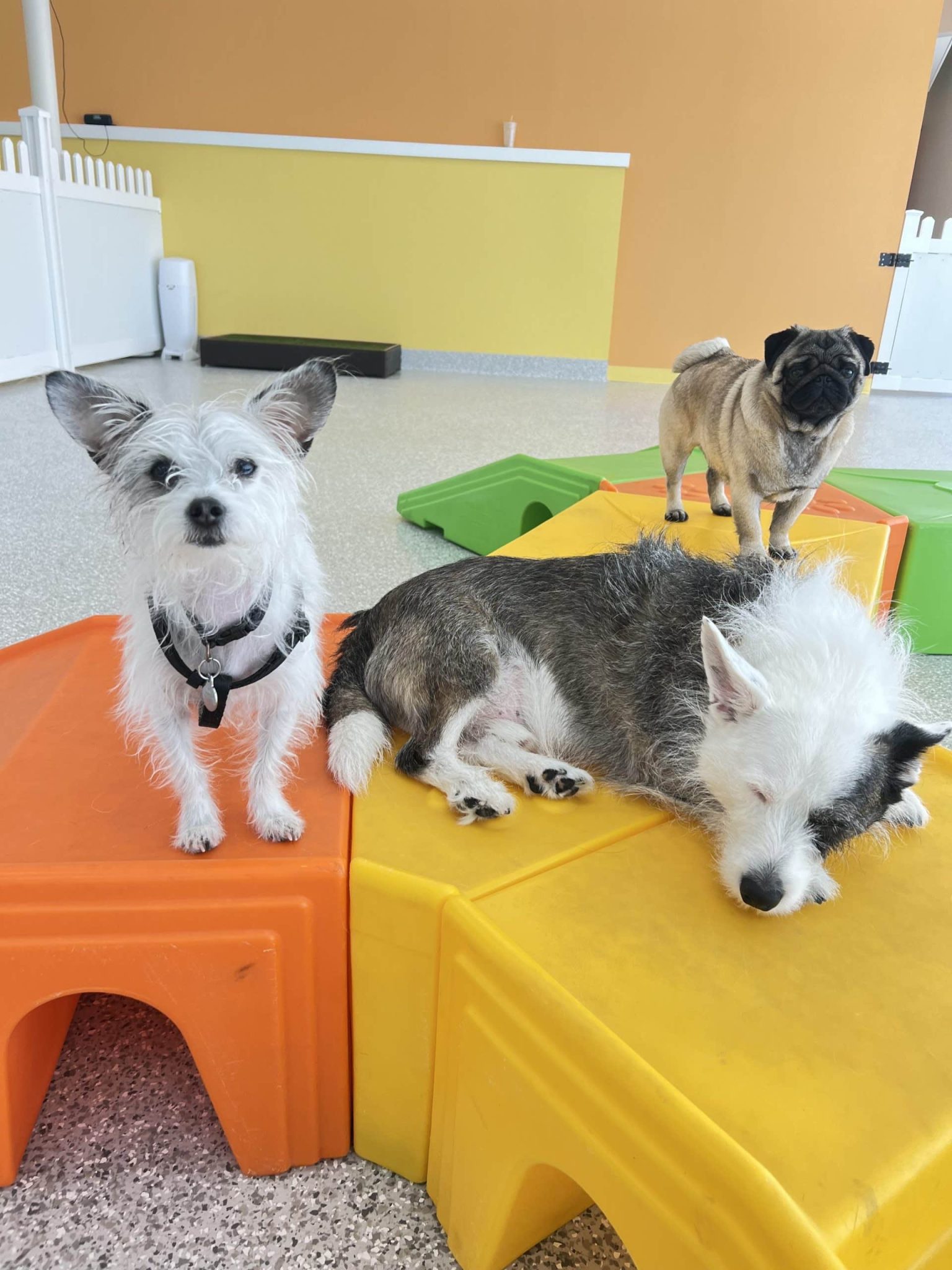 Dog Daycare – Gizmo's Doggie Daycare